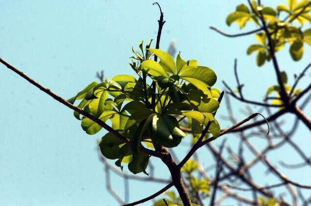 Web crusade to save ‘tree from Mahabharata’ | India News - Times of India