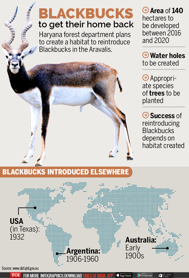 The return of the ‘extinct’ Blackbucks | India News - Times of India