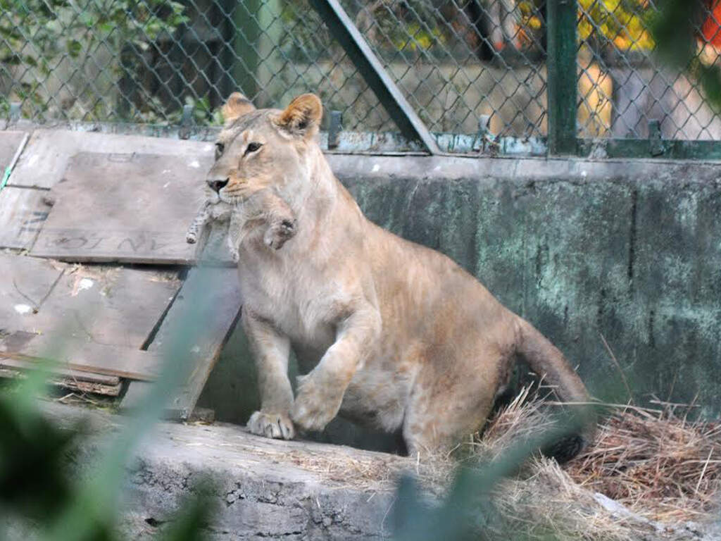 Lion litter: Lioness gives birth to four cubs in Indore zoo | Indore ...