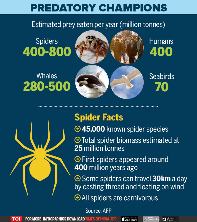 Infographic: Spiders – the world’s most voracious predators - Times of ...