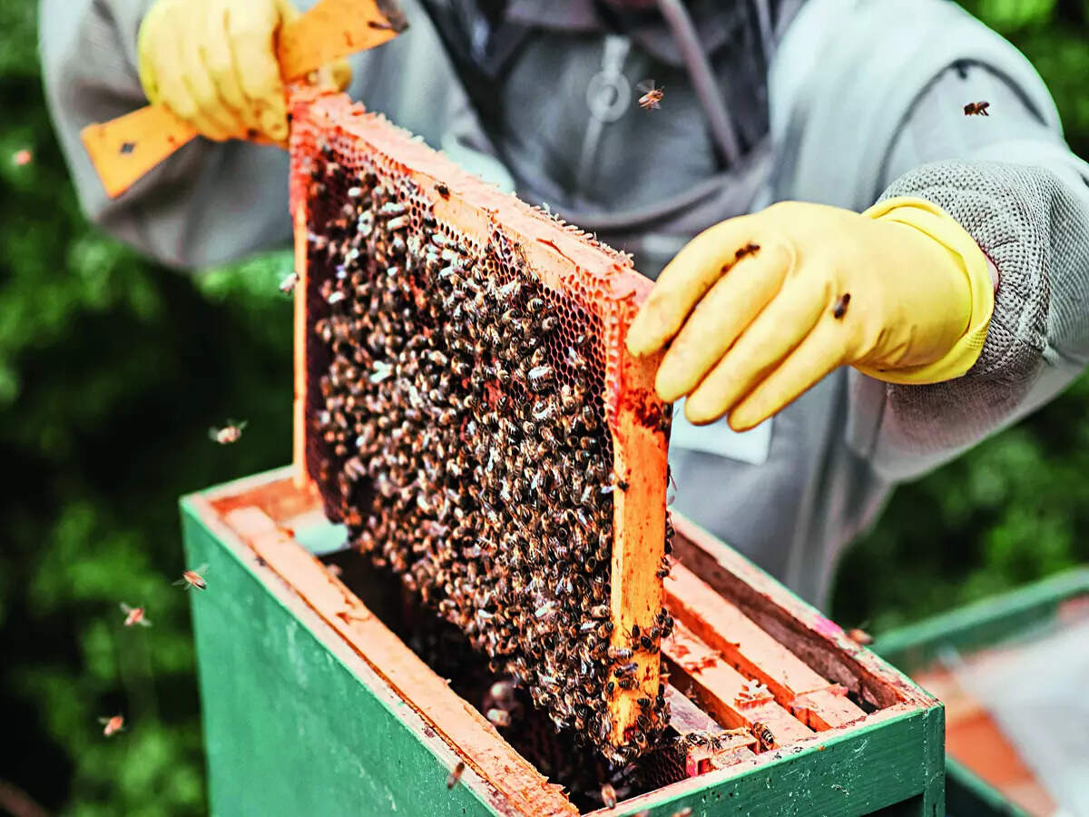 AI, BEE, SEE