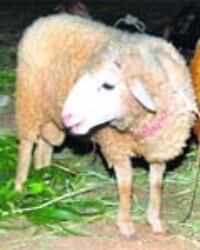 Models in '˜Sheep-Shape'