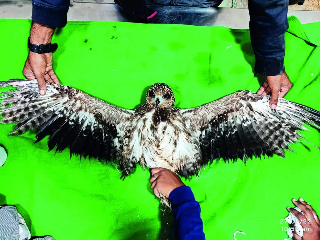 Imping: New wings to help them soar