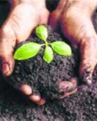 BBMP turns its leafy waste into compost