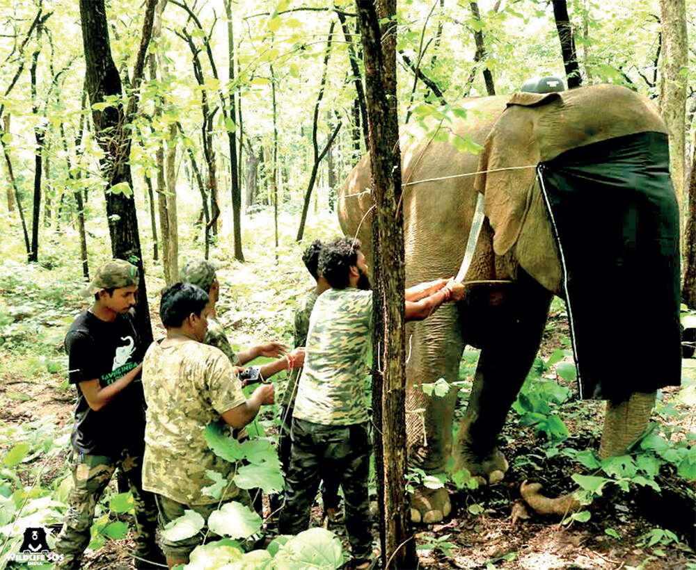 Karnataka: A jumbo escape for Bengaluru vet on radio collar mission
