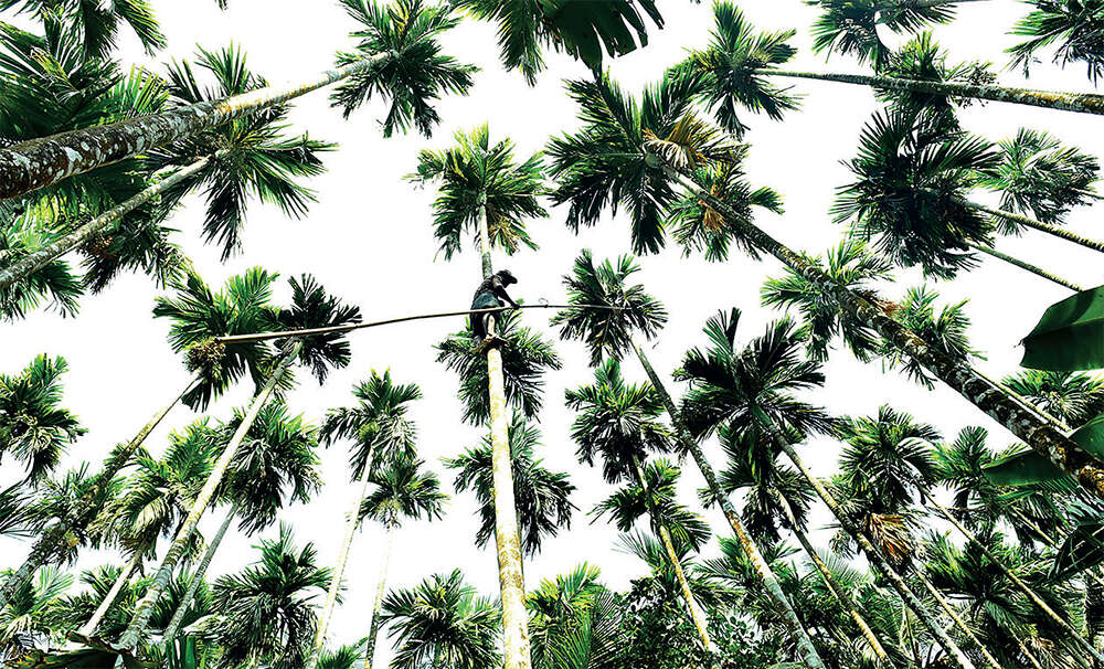 Karnataka: Become an areca nut tree topper at Agricultural University