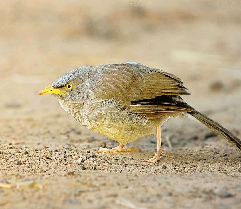 Urban Jungle | Jungle Babbler