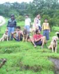 A summer camp for pet dogs