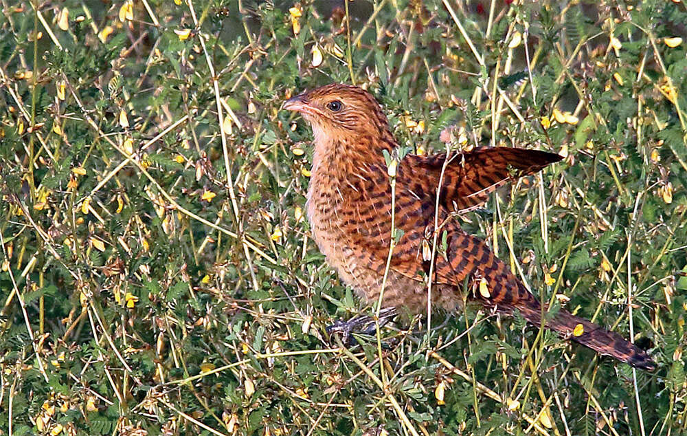 Karnataka: Karnataka: Rare birds sighted in coastal Karnataka