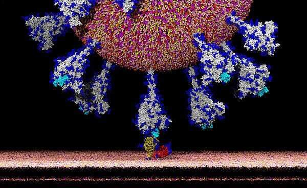 The virus' real picture