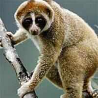 Poisonous monkey found in Borneo