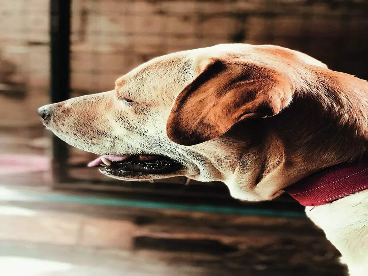 Woman kills pet dog, lives with decomposed body