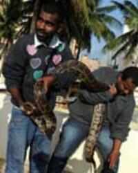 6-foot python found in a parcel box