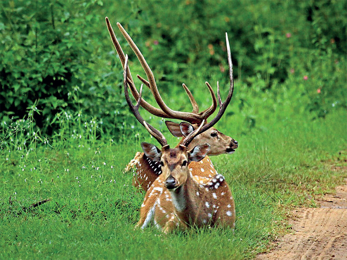 Story Behind The Photo: Oh deer!