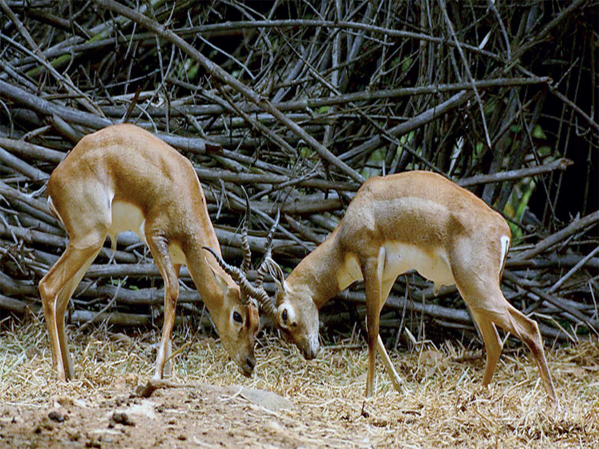 Story Behind The Photo: While passing the buck