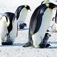 Scientists count penguins from space