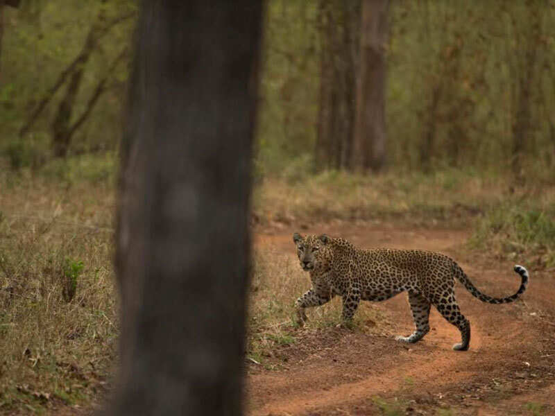 study on leopards: Leopards sometimes love cattle and goats more than ...
