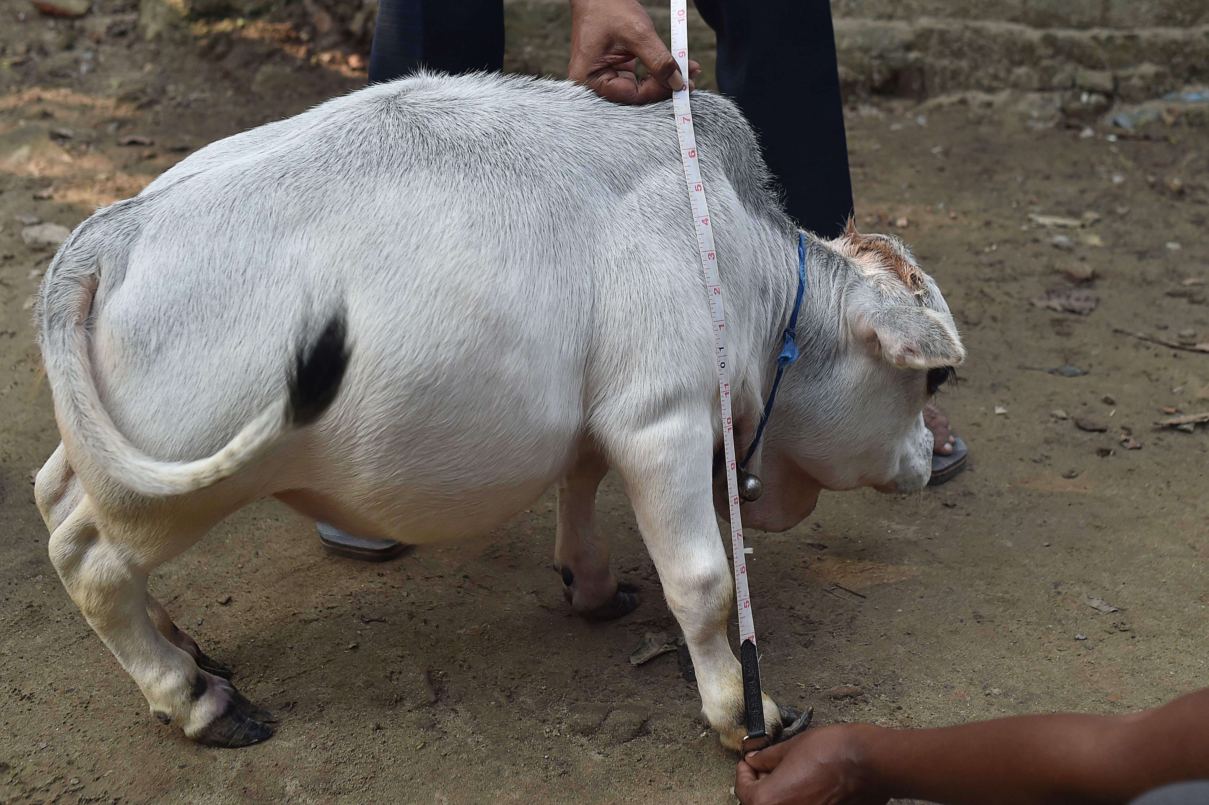 Photos: Thousands flock to see dwarf cow in Bangladesh - Times of India