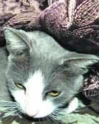 Lost Katrina cat back home after 5 years