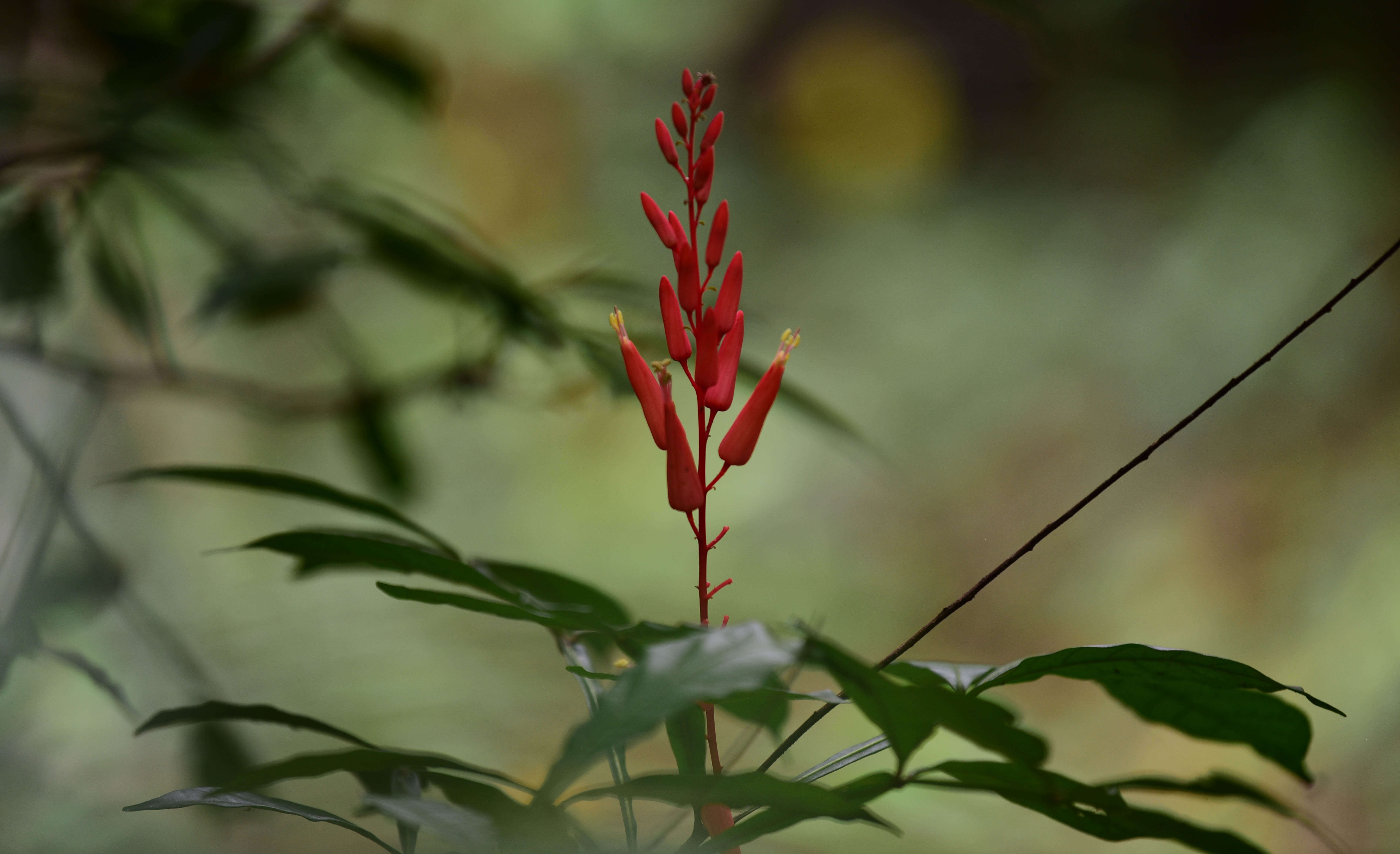 Green Living: Farmville to farming, Nibu’s virtual dream is now a ...