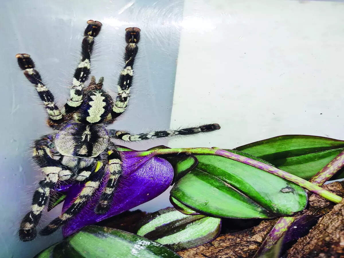 Spidey and his amazing friends