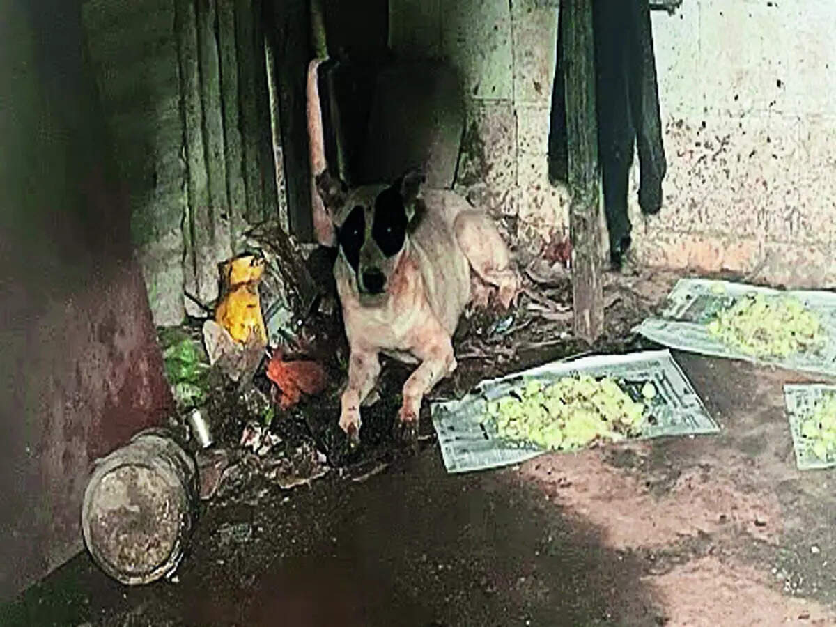 Stray dog sterilisation stalls as BBMP becomes GBA