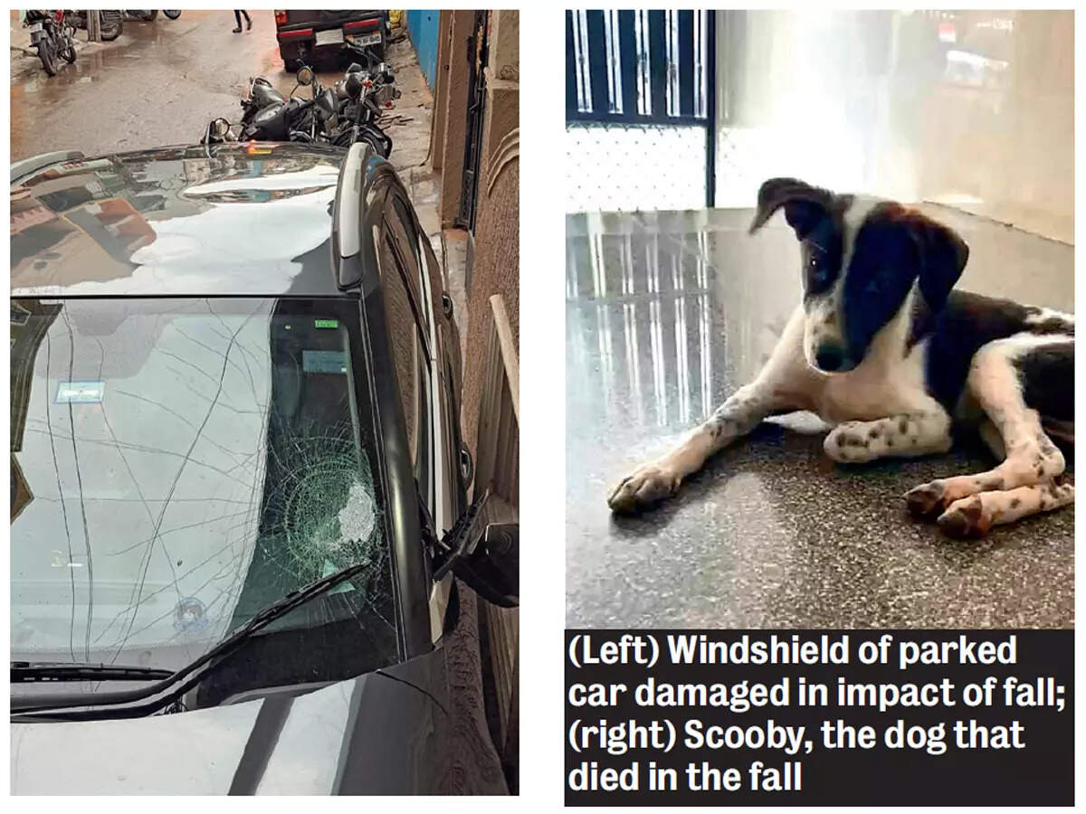 Dog killing: Blood on doc’s hands?