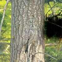 Can you spot the Animal?