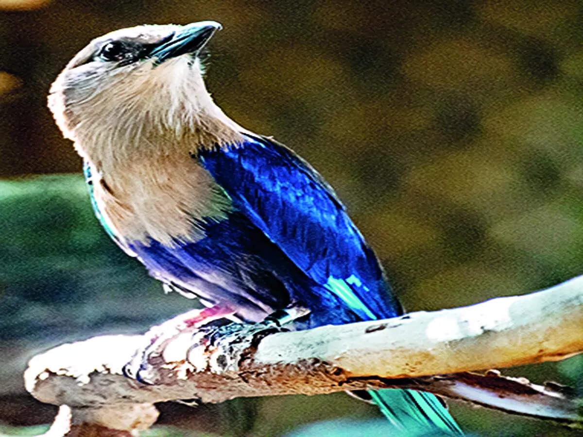 Tap The Chatter: Tell us how birds and stray animals can be helped ...