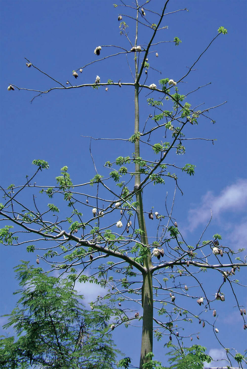 The greenskeeper: What’s in your Bisibele?