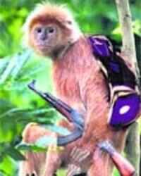 Monkey jihadis of Afghanistan