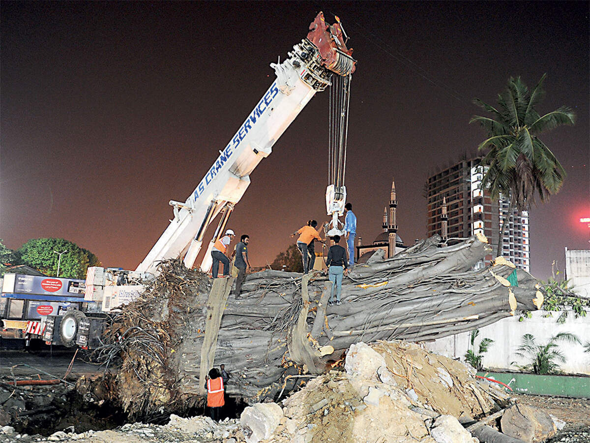 Big banyan tree loses its home of 60+ years