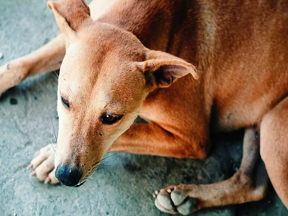 Change in BBMP’s ABC protocol sparks scepticism