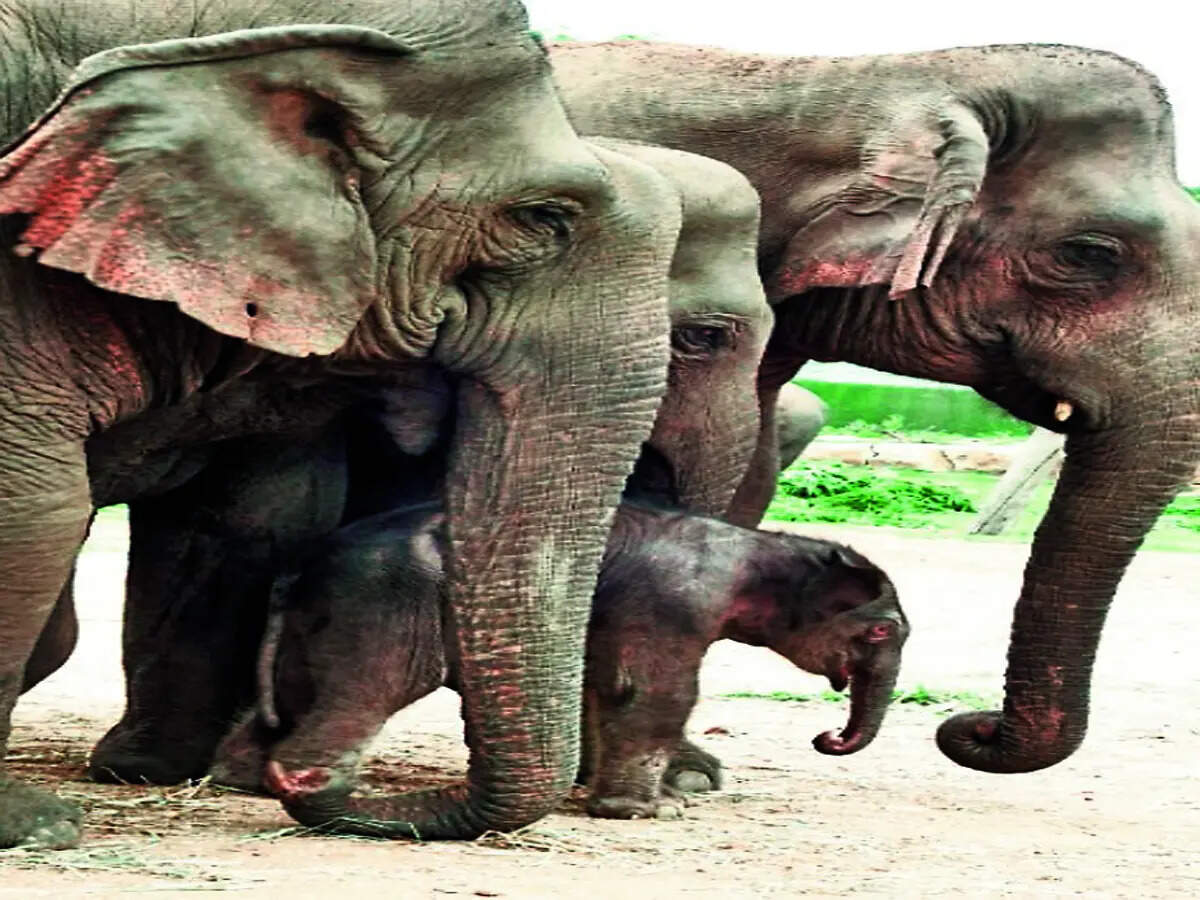 Fall in elephant deaths after conservation efforts