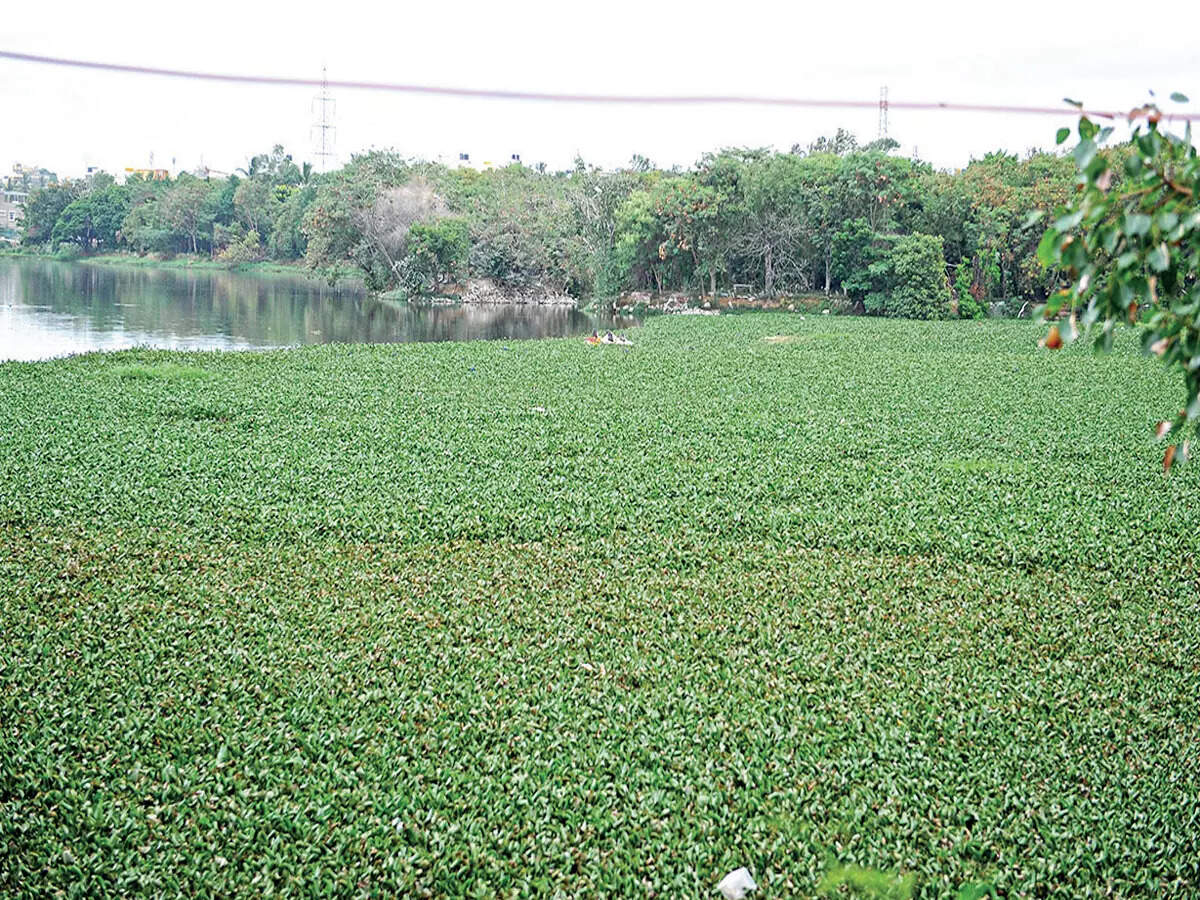 kr puram: KR Puram lakes to get a new life