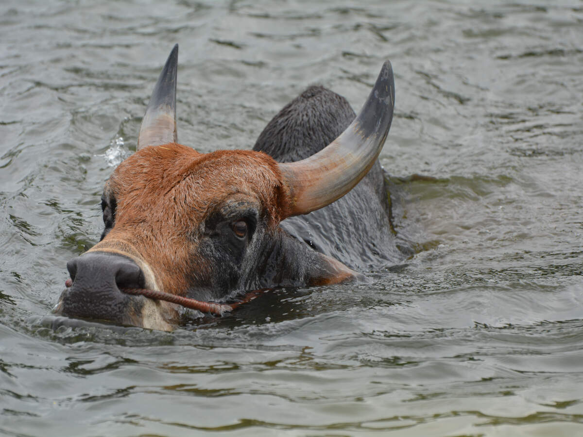 Madurai’s mighty bulls are getting ready for jallikattu | Madurai News ...