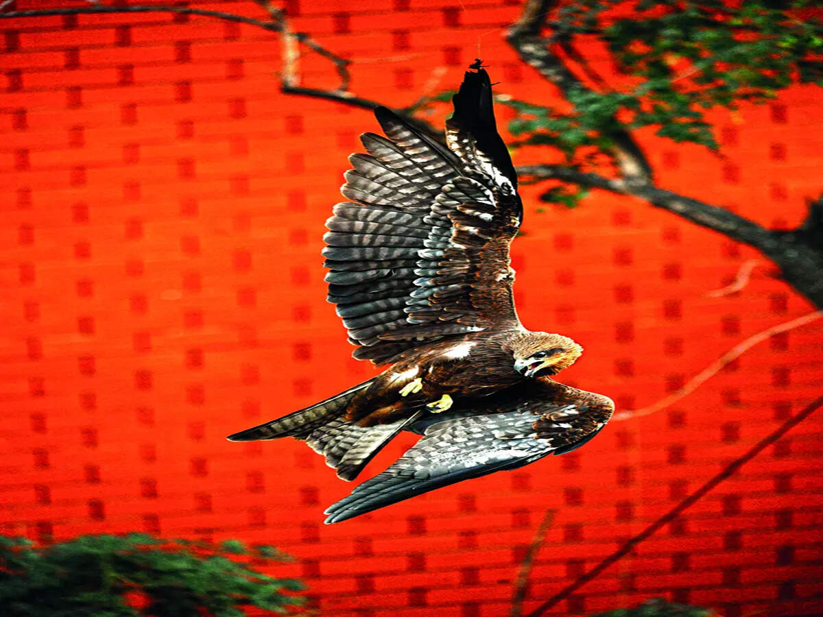 August cuts the deepest: 94 birds rescued from deadly strings