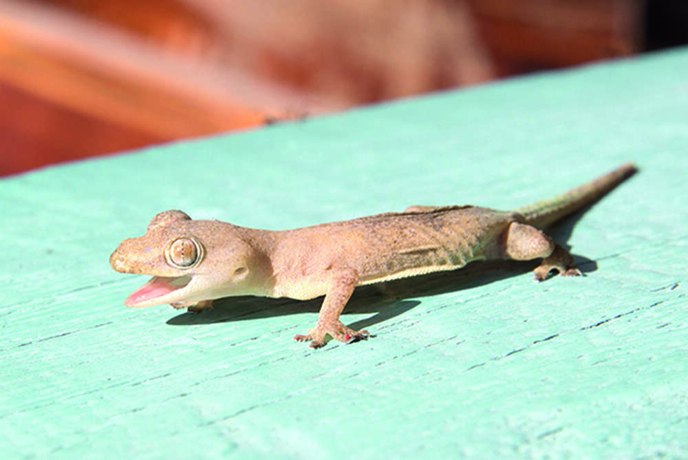 LIZARD: Urban Jungle: A tail’s tale