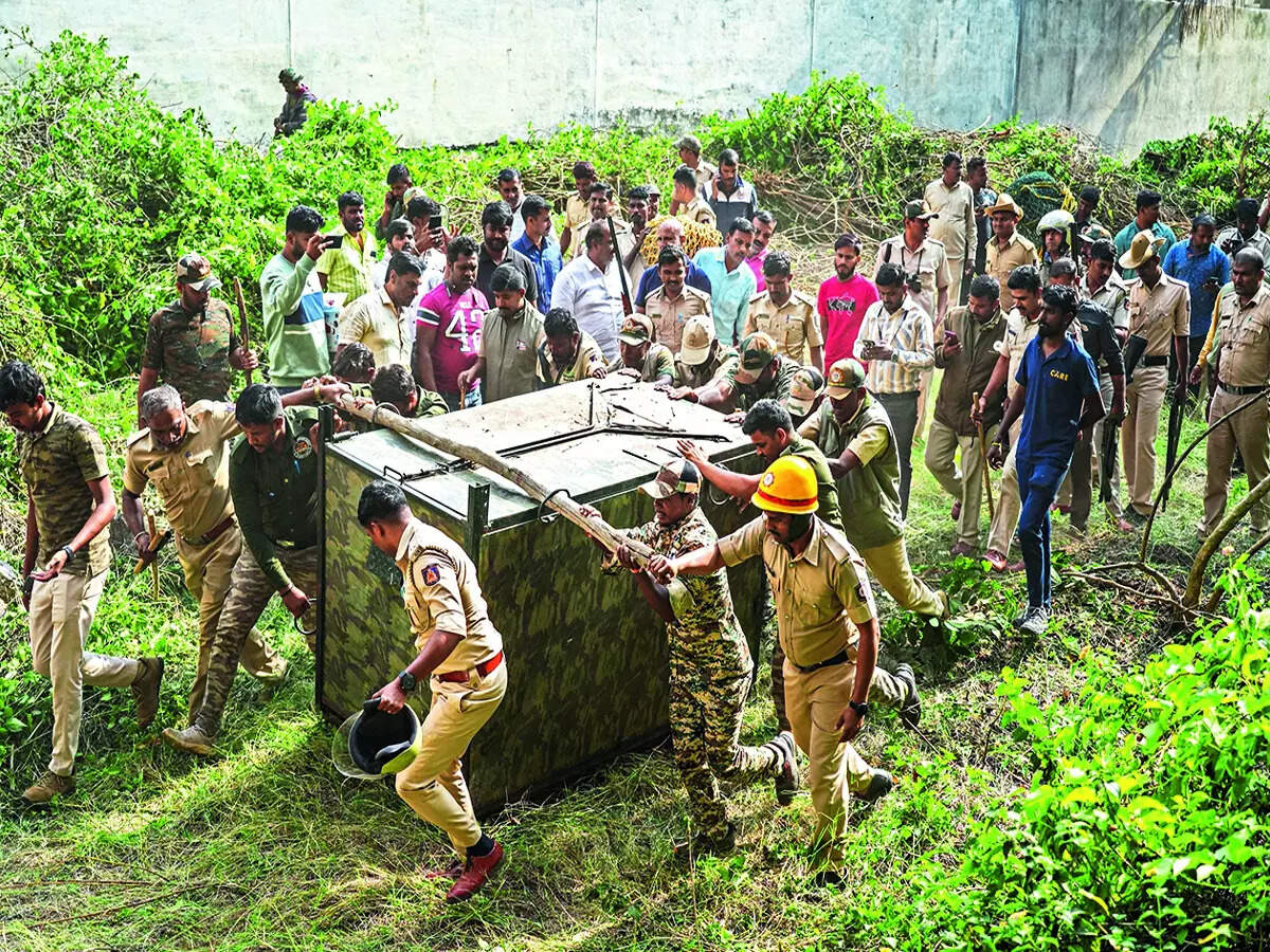 Cornered, angry big cat shot at (4th) sight