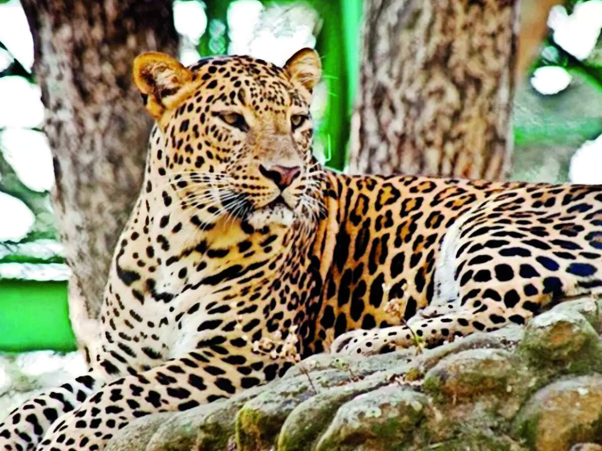 Leopard Safari to Begin this Month