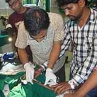 Injured snake gets medical care before being released