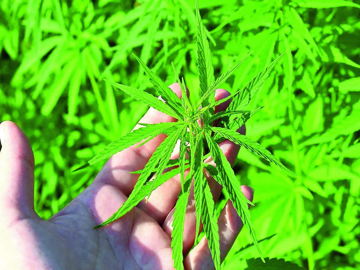 High Court dismisses case against man accused of growing ganja
