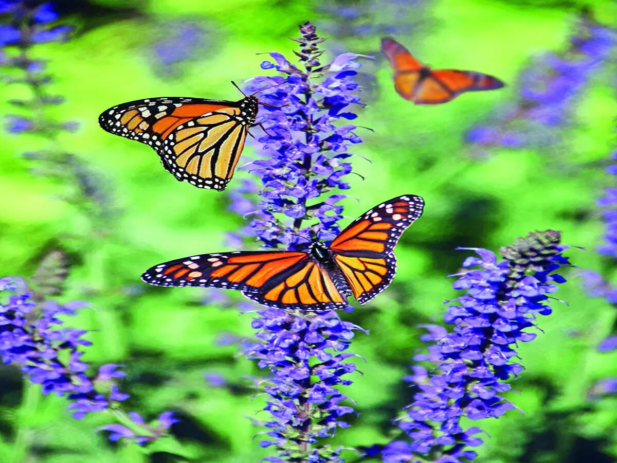 St John’s Medical College’s butterfly garden: Nurturing butterflies ...