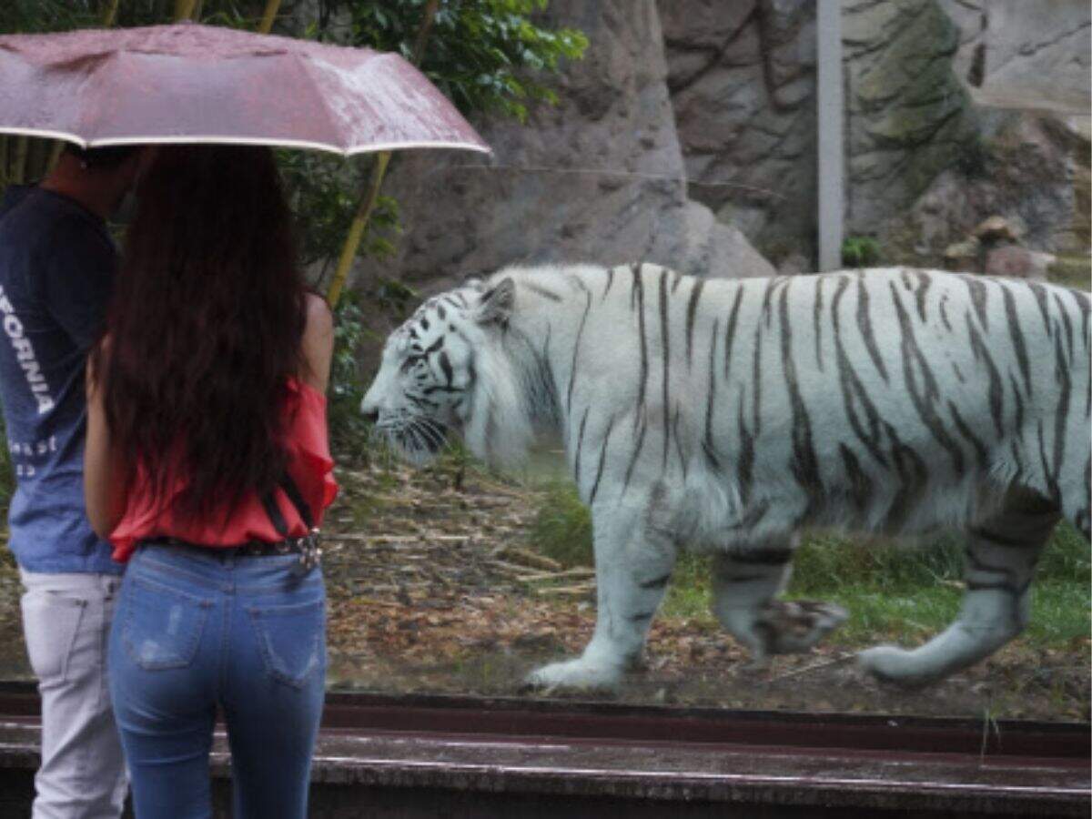 Eight-year-old white tiger dies in Hyderabad zoo