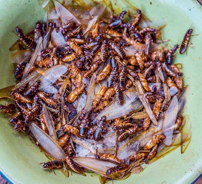 Urban Jungle | Flight Of Termites