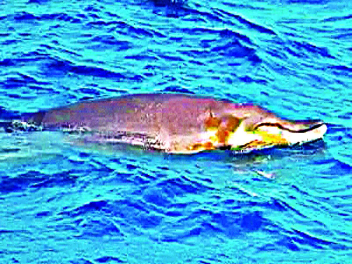 mangaluru: Rare visitor sighted off Mangaluru coast