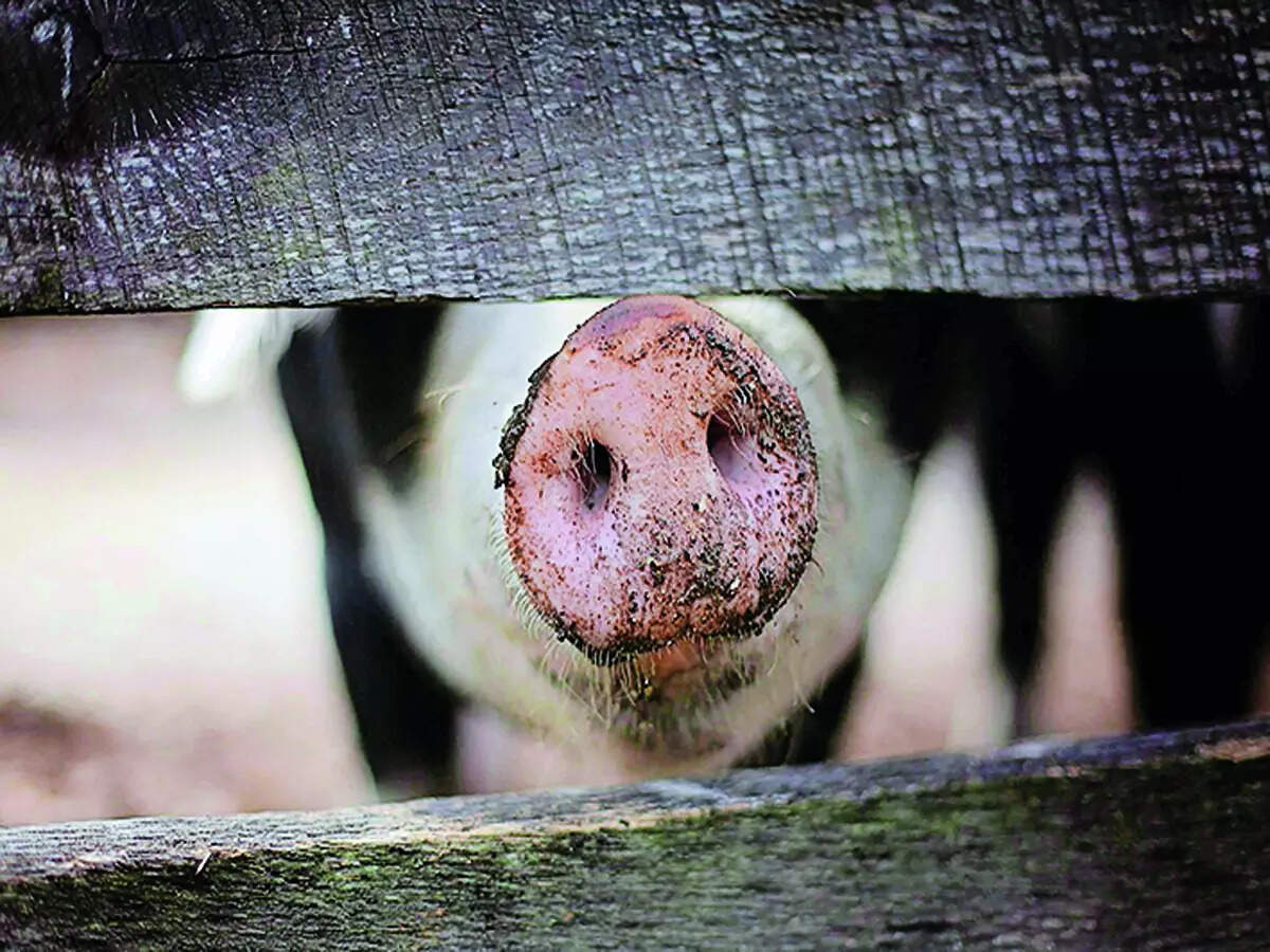 Who let the hogs out?