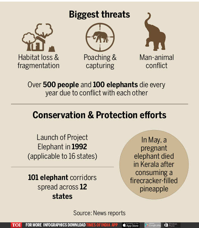 World Elephant Day: Govt sets tech-driven norms to help reduce man ...