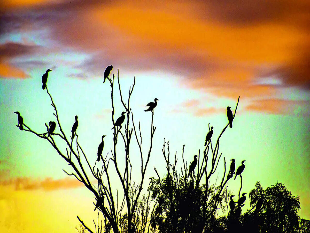 The bird isn’t free