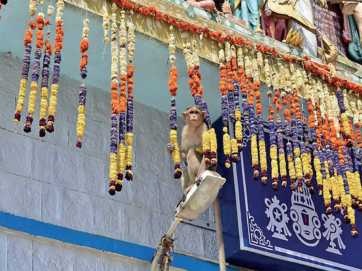 Bengaluru: Story behind the photo: On the watch